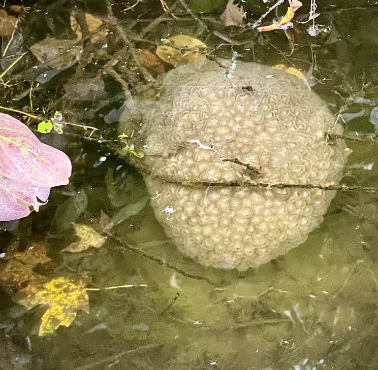 Mysterious ‘alien egg pod’ pulled from Oklahoma lake, officials warn ...