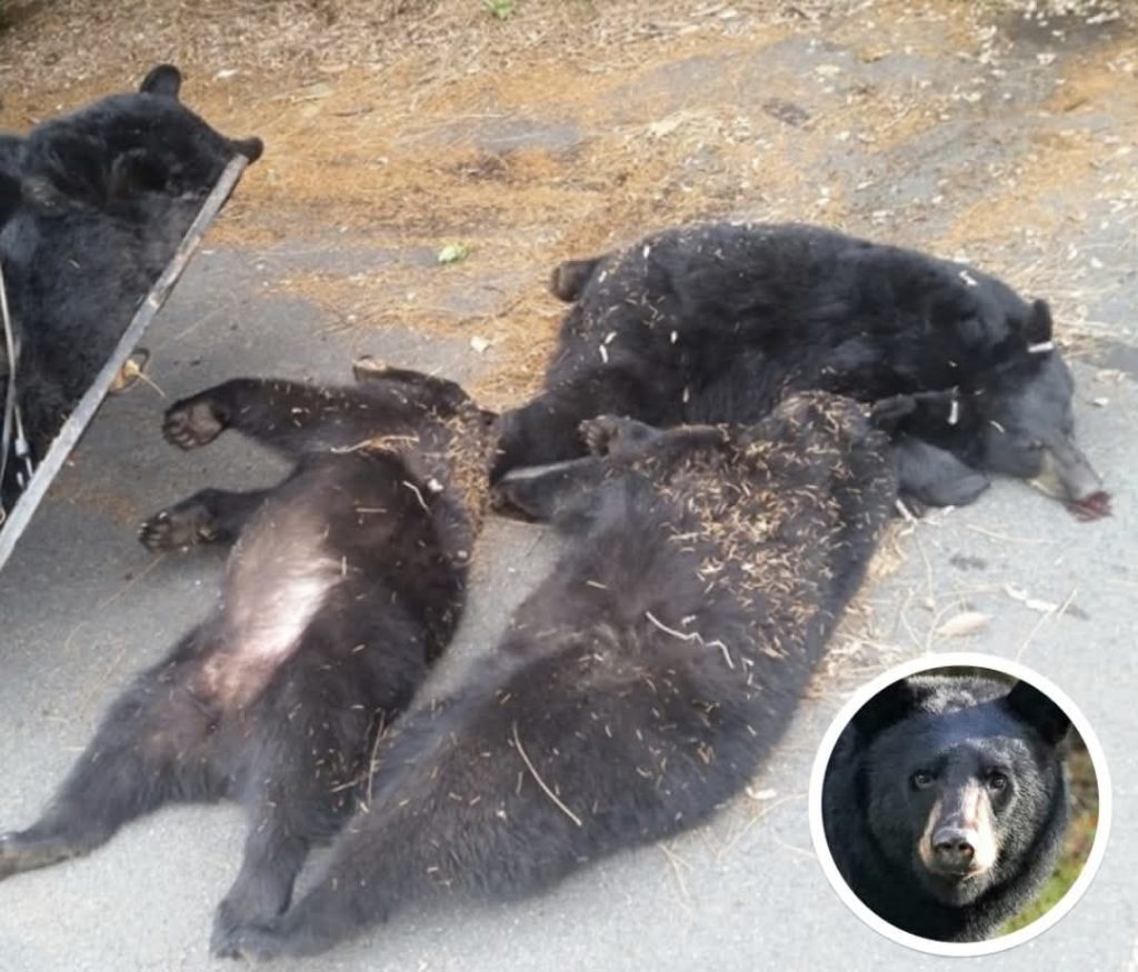 Officials Now Know What Happened To 4 Dead Bears Found Outside Church ...