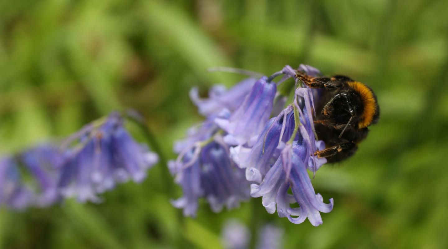 Marble-Based Watering Spot for Bees - DailyScan.net