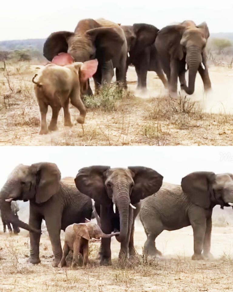 The Day Khanyisa Found Her Family — A Welcome Fit for a Little Elephant ...