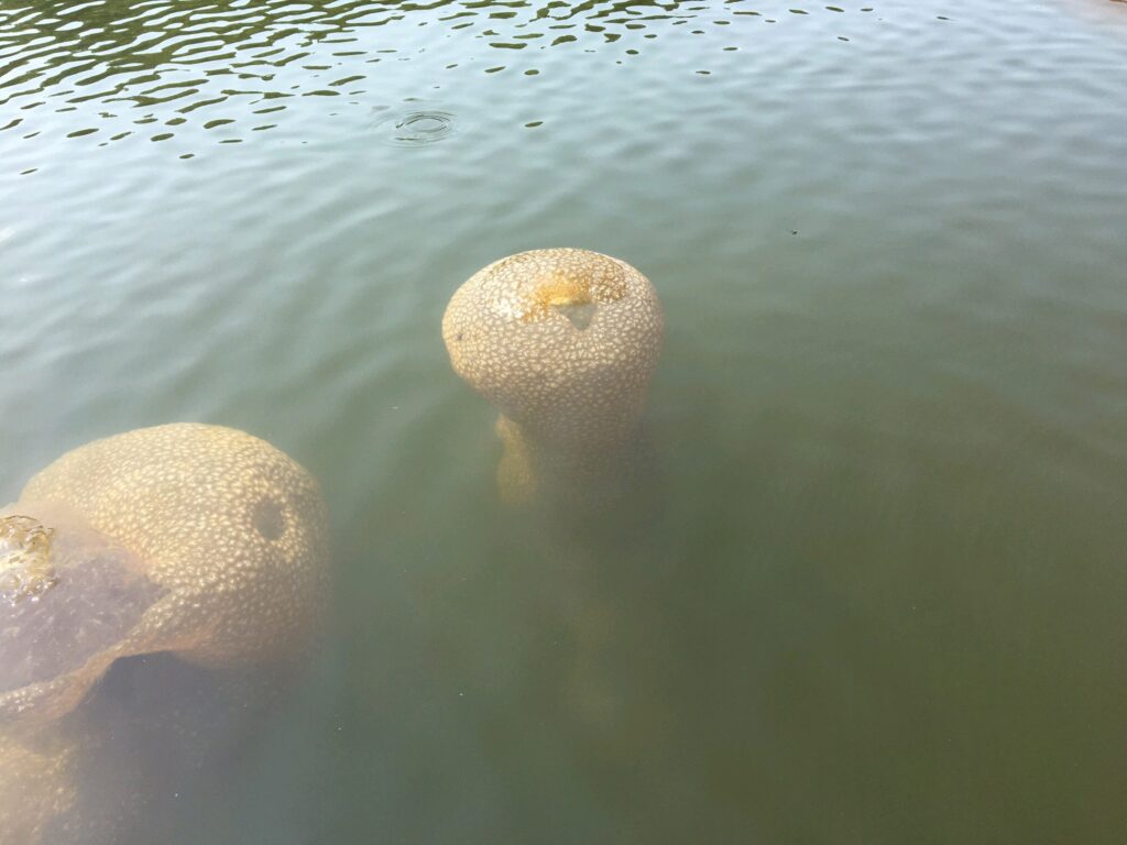 Researchers Identify Unusual Jelly-Like Clusters in an Oklahoma Lake ...