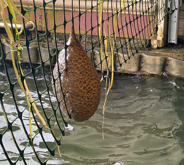 Strange Jelly-Like Clusters Found in Oklahoma Lake Turn Out to Be ...