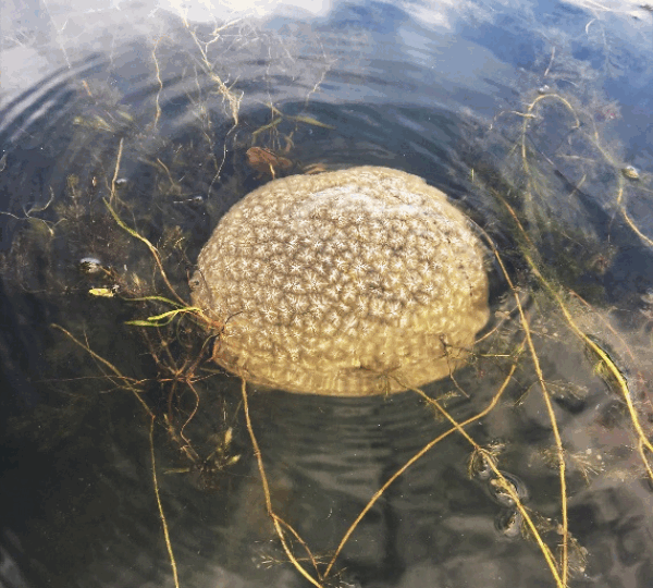 Strange Jelly-Like Clusters Found in Oklahoma Lake Turn Out to Be ...