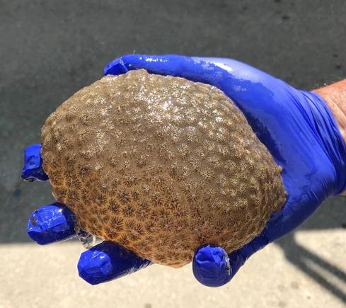 Strange Jelly-Like Clusters Found in Oklahoma Lake Turn Out to Be ...